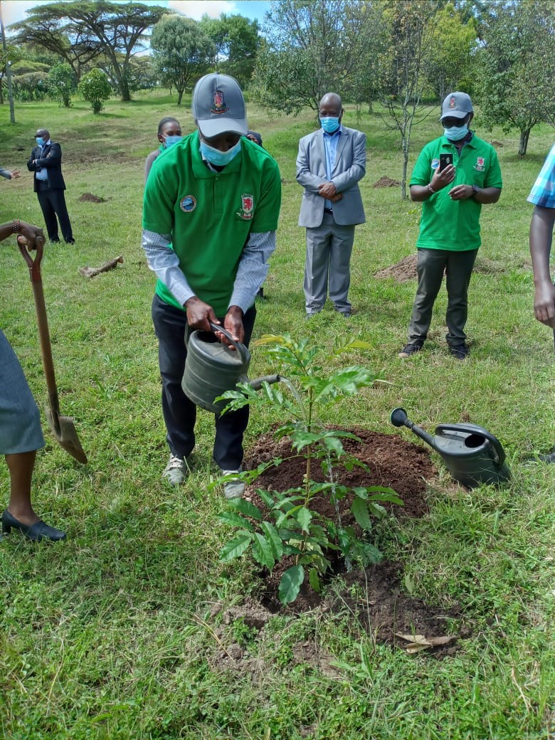Tree Planting Events